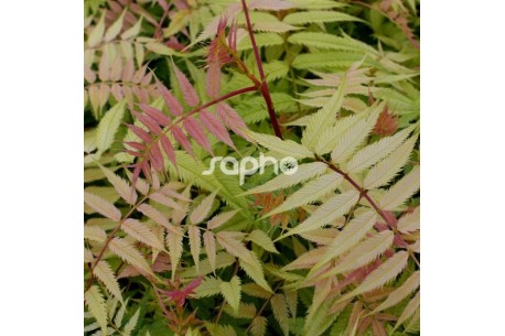 Sorbaria sorbifolia PINK HOPI ® 'COUSORB05'