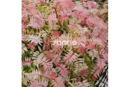 Sorbaria sorbifolia PINK HOPI ® 'COUSORB05'