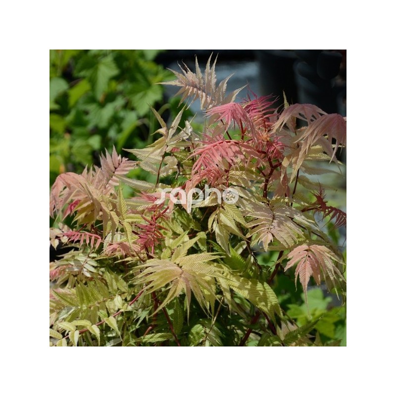 Sorbaria sorbifolia PINK HOPI ® 'COUSORB05'