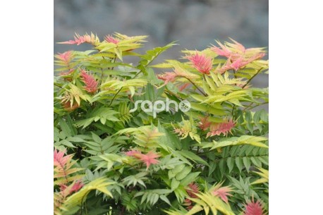 Sorbaria sorbifolia PINK HOPI ® 'COUSORB05'