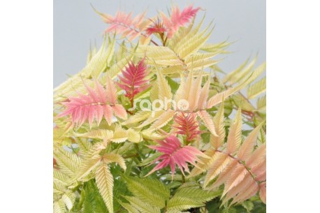 Sorbaria sorbifolia PINK HOPI ® 'COUSORB05'