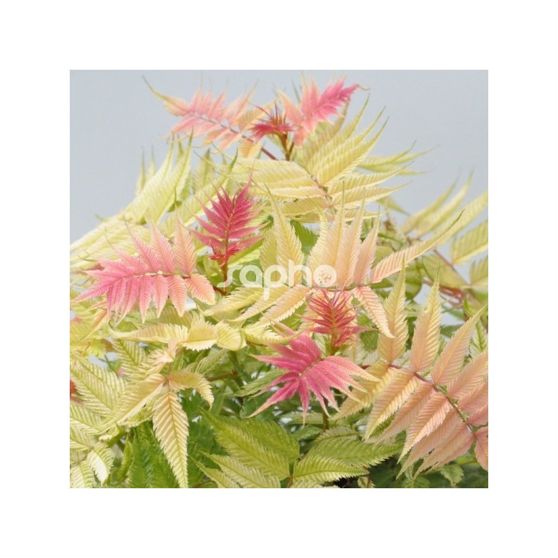 Sorbaria sorbifolia PINK HOPI ® 'COUSORB05'