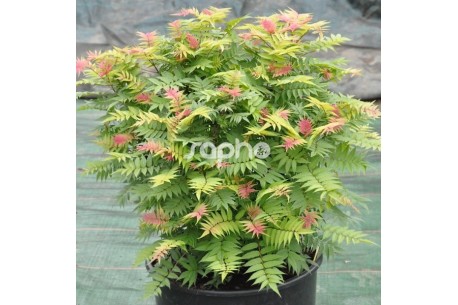 Sorbaria sorbifolia PINK HOPI ® 'COUSORB05'