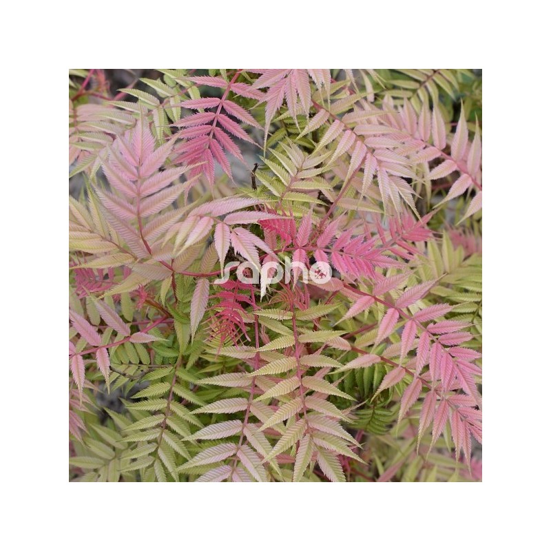 Sorbaria sorbifolia PINK HOPI ® 'COUSORB05'