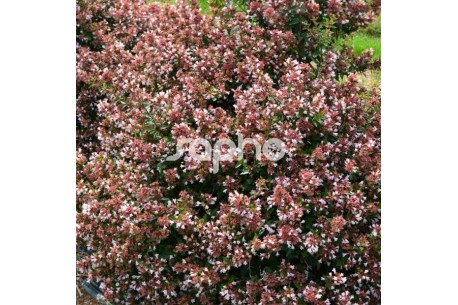 Abelia 'Raspberry Profusion'