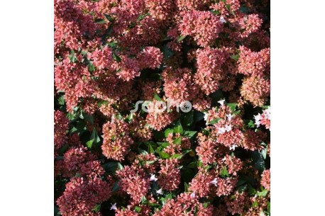 Abelia 'Raspberry Profusion'