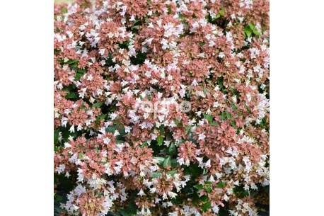 Abelia 'Raspberry Profusion'