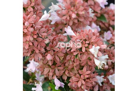 Abelia 'Raspberry Profusion'