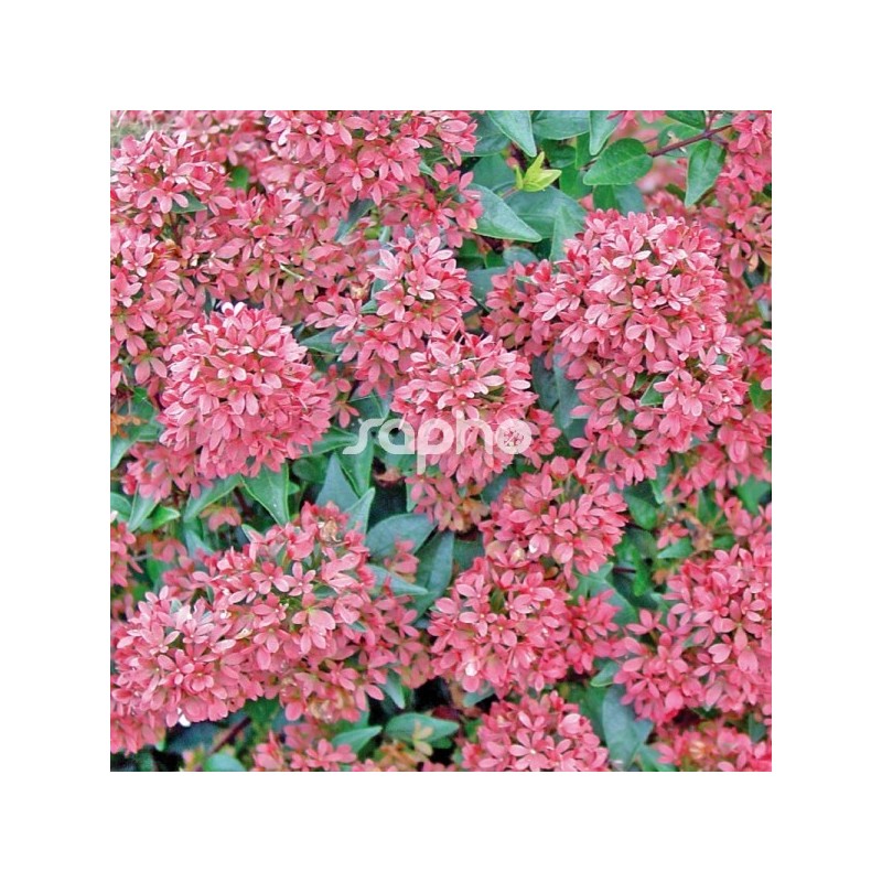 Abelia 'Raspberry Profusion'