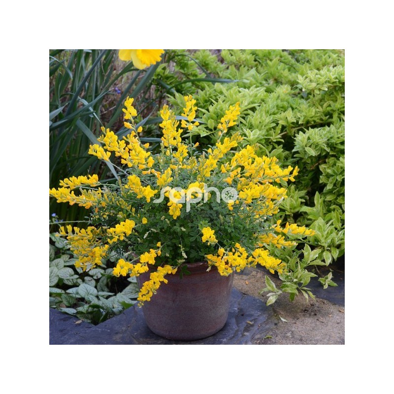 Cytisus racemosus PHEBUS ® 'GENI138'