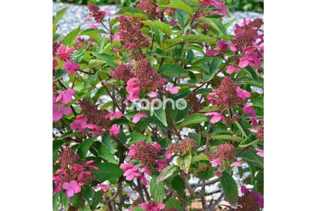 Hydrangea paniculata PRIM'RED ® 'COUHAPRIM'