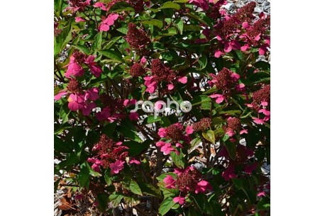 Hydrangea paniculata PRIM'RED ® 'COUHAPRIM'