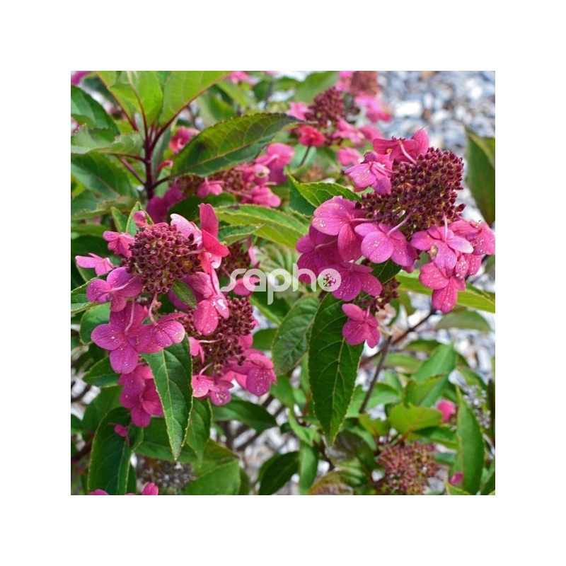 Hydrangea paniculata PRIM'RED ® 'COUHAPRIM'