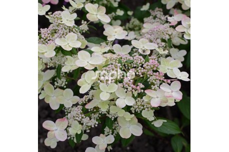 Hydrangea paniculata PRIM'RED ® 'COUHAPRIM'