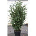 Prunus laurocerasus GENOLIA® 'Mariblon'