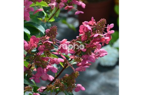 Hydrangea paniculata PRIM'RED ® 'COUHAPRIM'