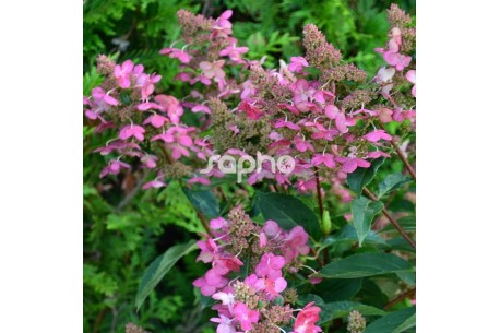 Hydrangea paniculata PRIM'RED ® 'COUHAPRIM'