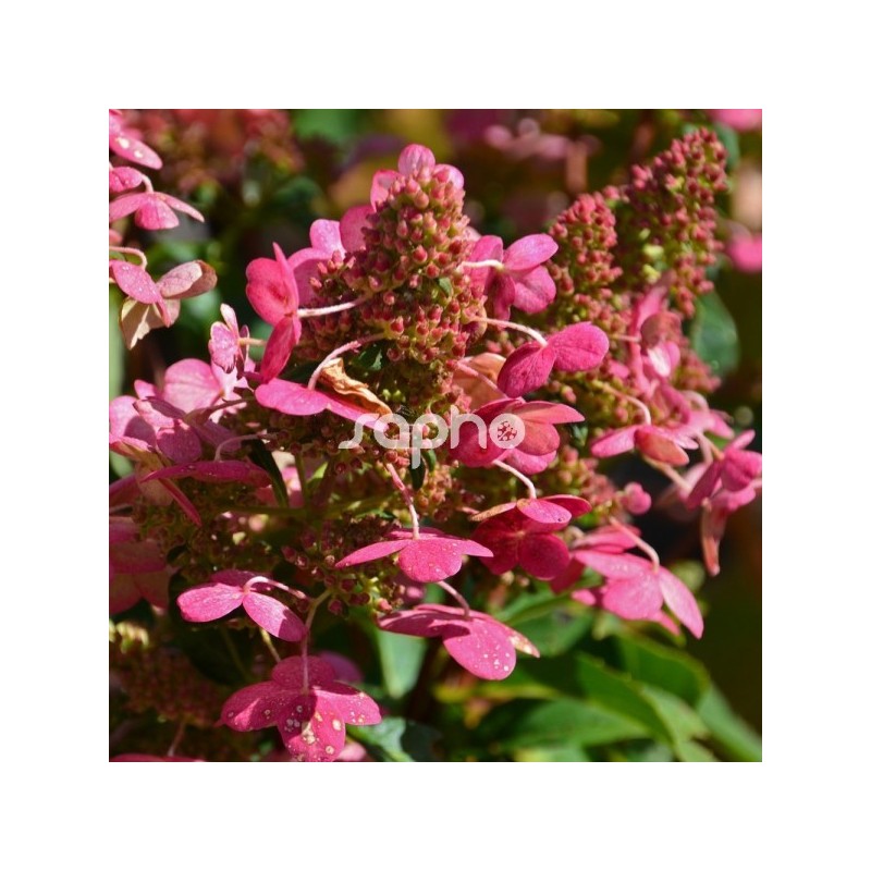 Hydrangea paniculata PRIM'RED ® 'COUHAPRIM'