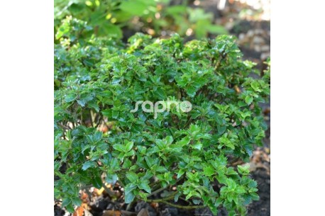 Ilex x meservae MAGICAL® Little Rascal 'Mondo'