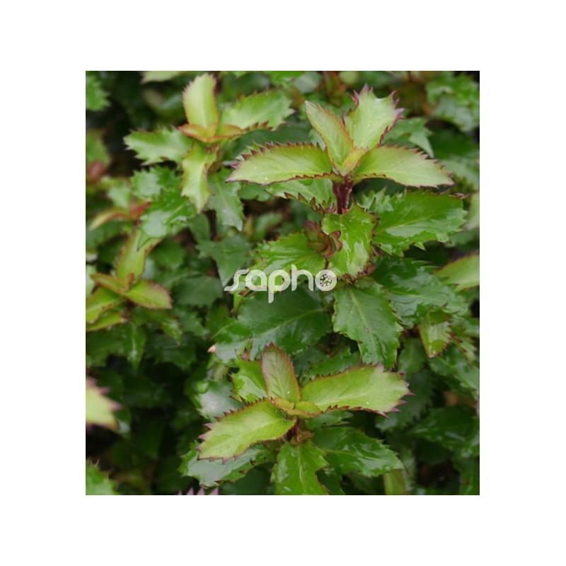 Ilex x meservae MAGICAL® Little Rascal 'Mondo'