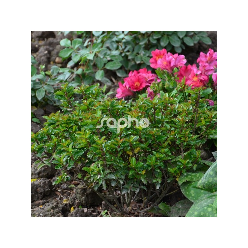 Ilex x meservae MAGICAL® Little Rascal 'Mondo'