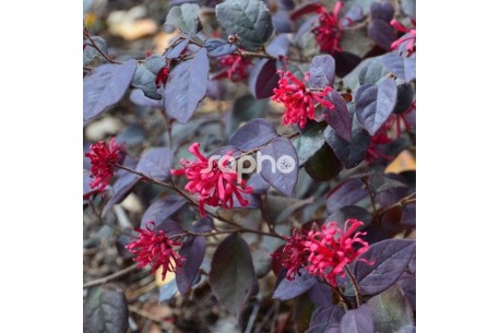 Loropetalum chinense EVER RED 'Chang Nian Hong'