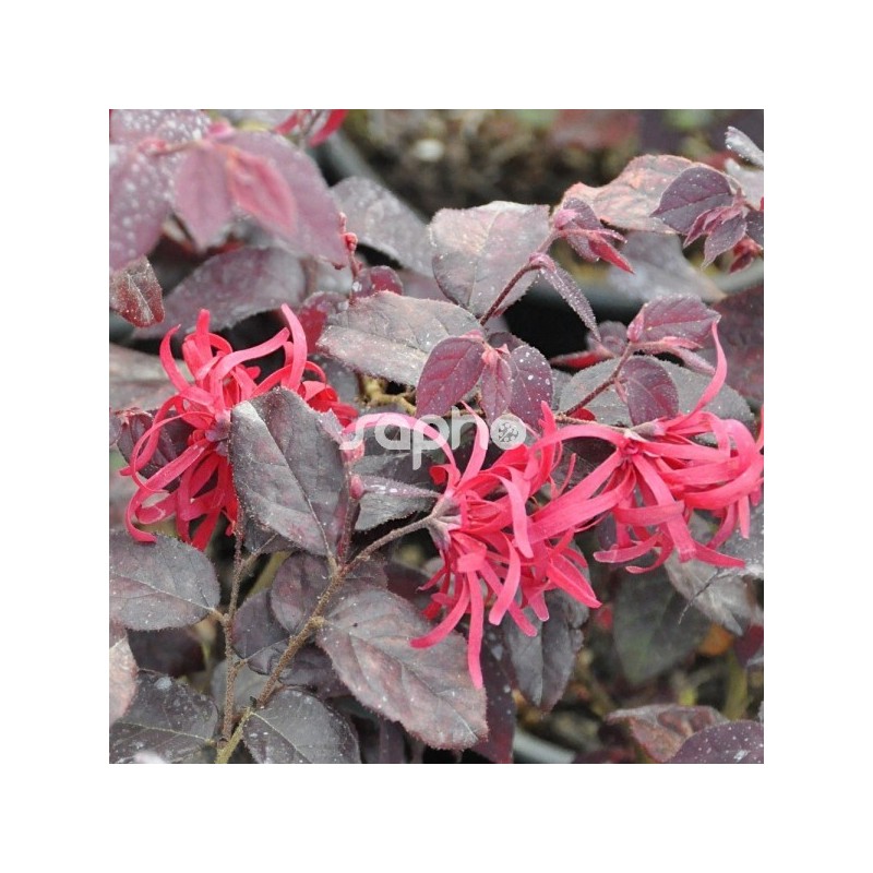 Loropetalum chinense EVER RED 'Chang Nian Hong'
