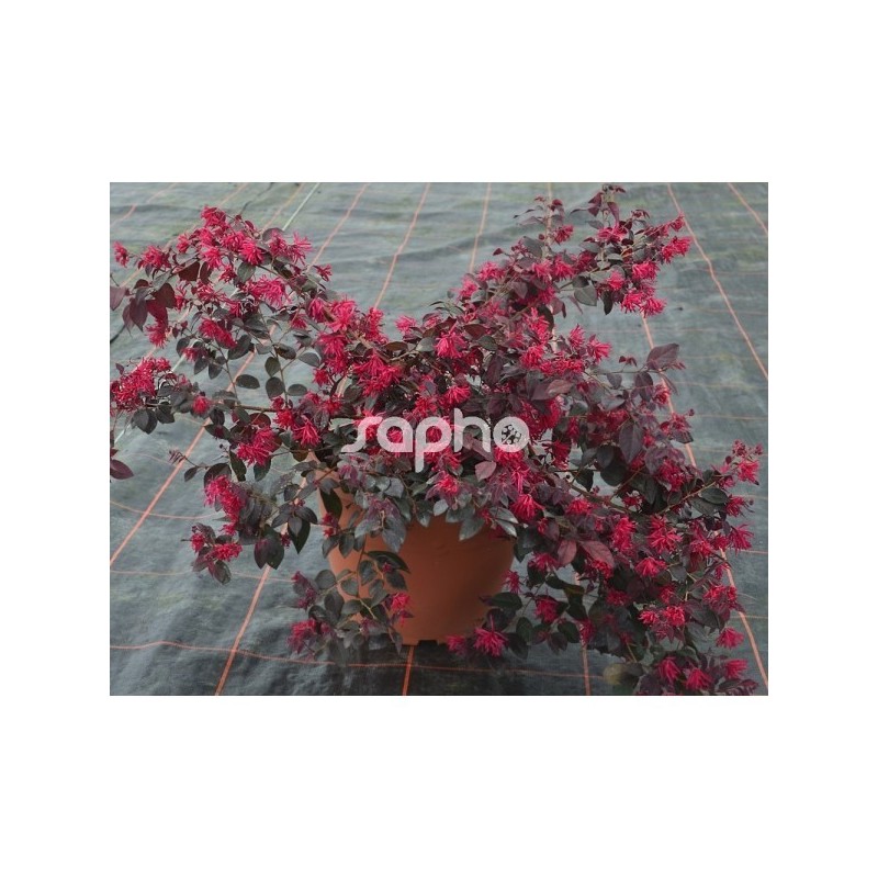 Loropetalum chinense EVER RED 'Chang Nian Hong'