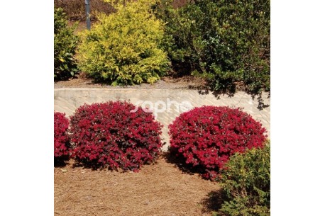 Loropetalum chinense EVER RED 'Chang Nian Hong'