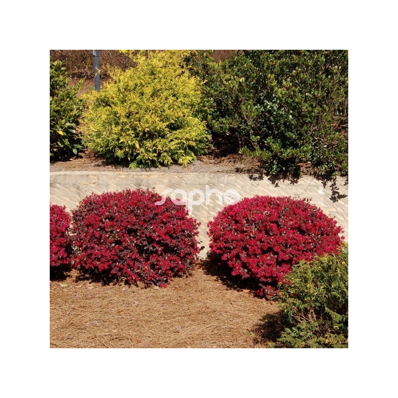 Loropetalum chinense EVER RED 'Chang Nian Hong'