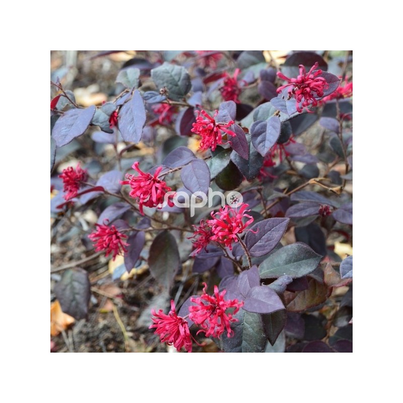 Loropetalum chinense EVER RED 'Chang Nian Hong'