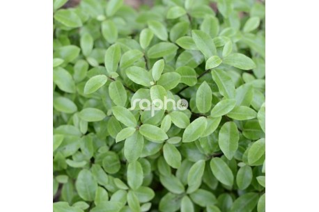 Pittosporum tenuifolium 'Golf Ball'