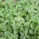 Pittosporum tenuifolium 'Golf Ball'