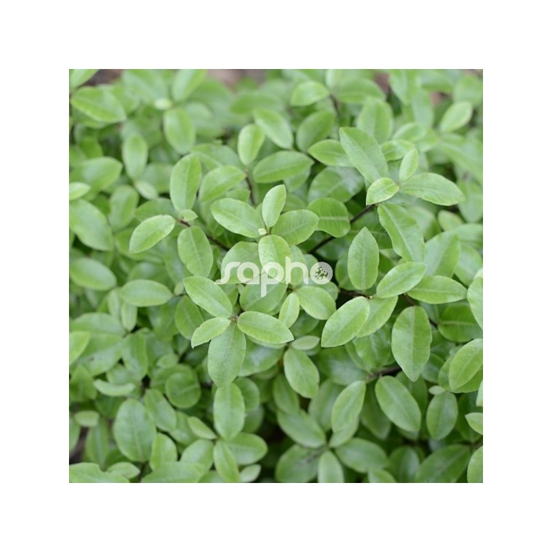 Pittosporum tenuifolium 'Golf Ball'