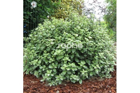 Pittosporum tenuifolium 'Golf Ball'