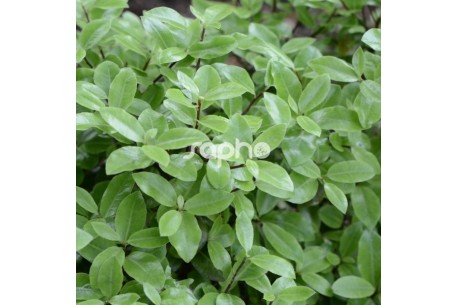 Pittosporum tenuifolium 'Golf Ball'