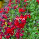 Salvia x jamensis RÊVE® ROUGE 'FAURESAL02'