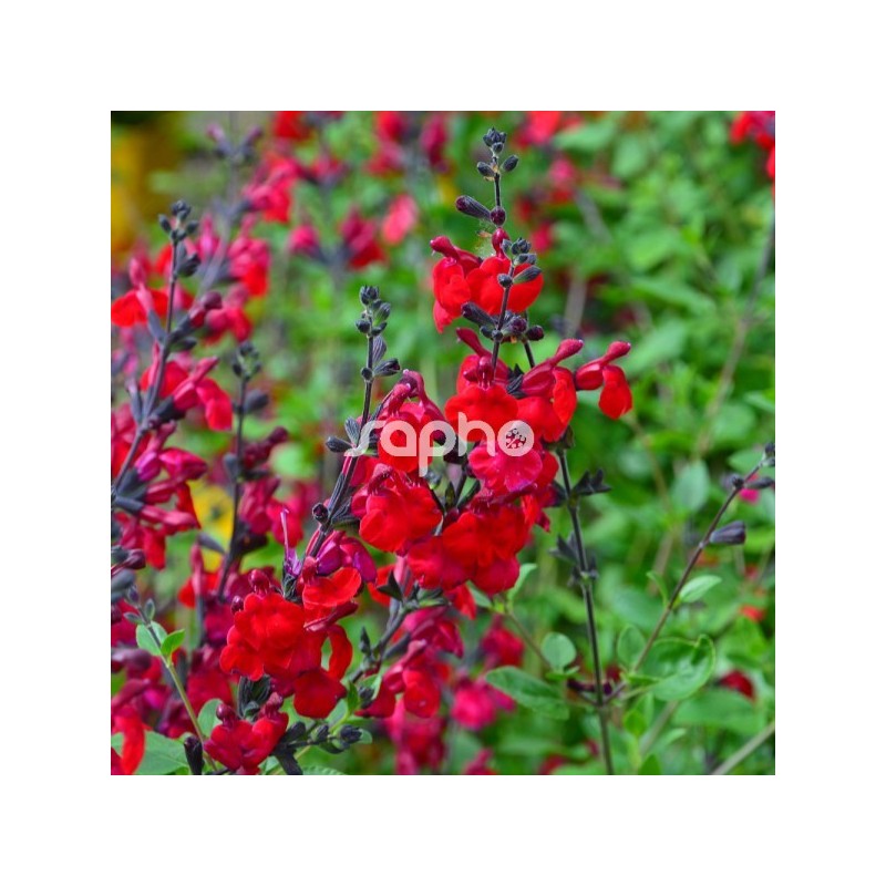 Salvia x jamensis RÊVE® ROUGE 'FAURESAL02'