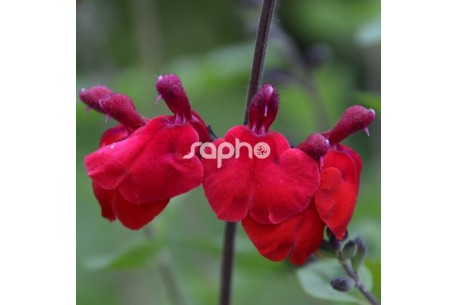 Salvia x jamensis RÊVE® ROUGE 'FAURESAL02'