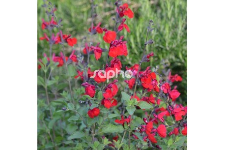 Salvia x jamensis RÊVE® ROUGE 'FAURESAL02'