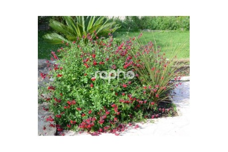 Salvia x jamensis RÊVE® ROUGE 'FAURESAL02'