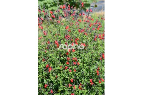 Salvia x jamensis RÊVE® ROUGE 'FAURESAL02'