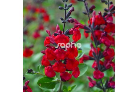 Salvia x jamensis RÊVE® ROUGE 'FAURESAL02'