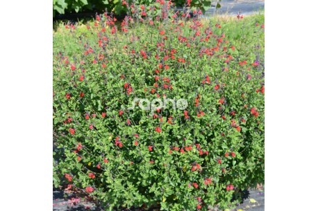 Salvia x jamensis RÊVE® ROUGE 'FAURESAL02'