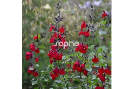 Salvia x jamensis RÊVE® ROUGE 'FAURESAL02'