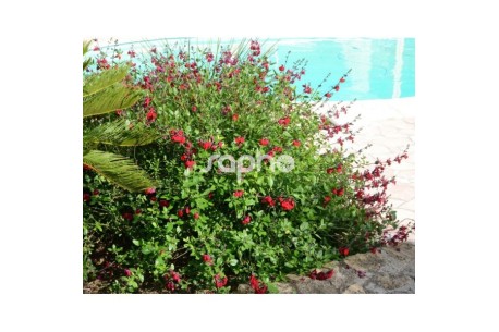 Salvia x jamensis RÊVE® ROUGE 'FAURESAL02'
