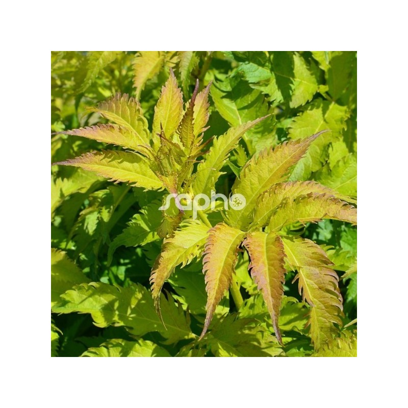 Sambucus x strumpfii SERENADE 'Jonade'