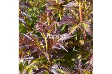 Sambucus x strumpfii SERENADE 'Jonade'