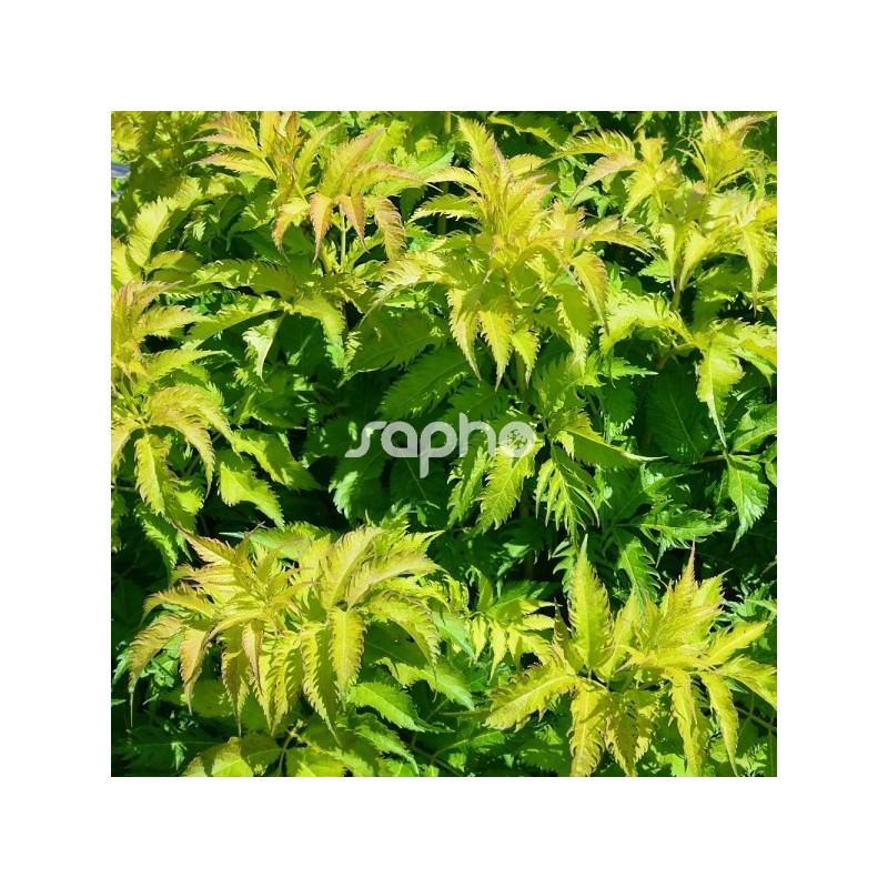 Sambucus x strumpfii SERENADE 'Jonade'