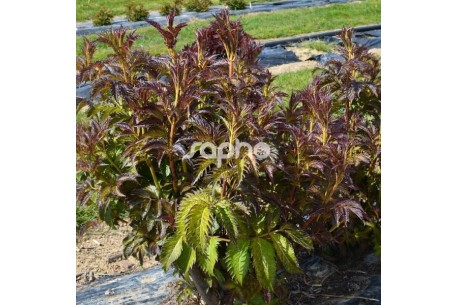 Sambucus x strumpfii SERENADE 'Jonade'